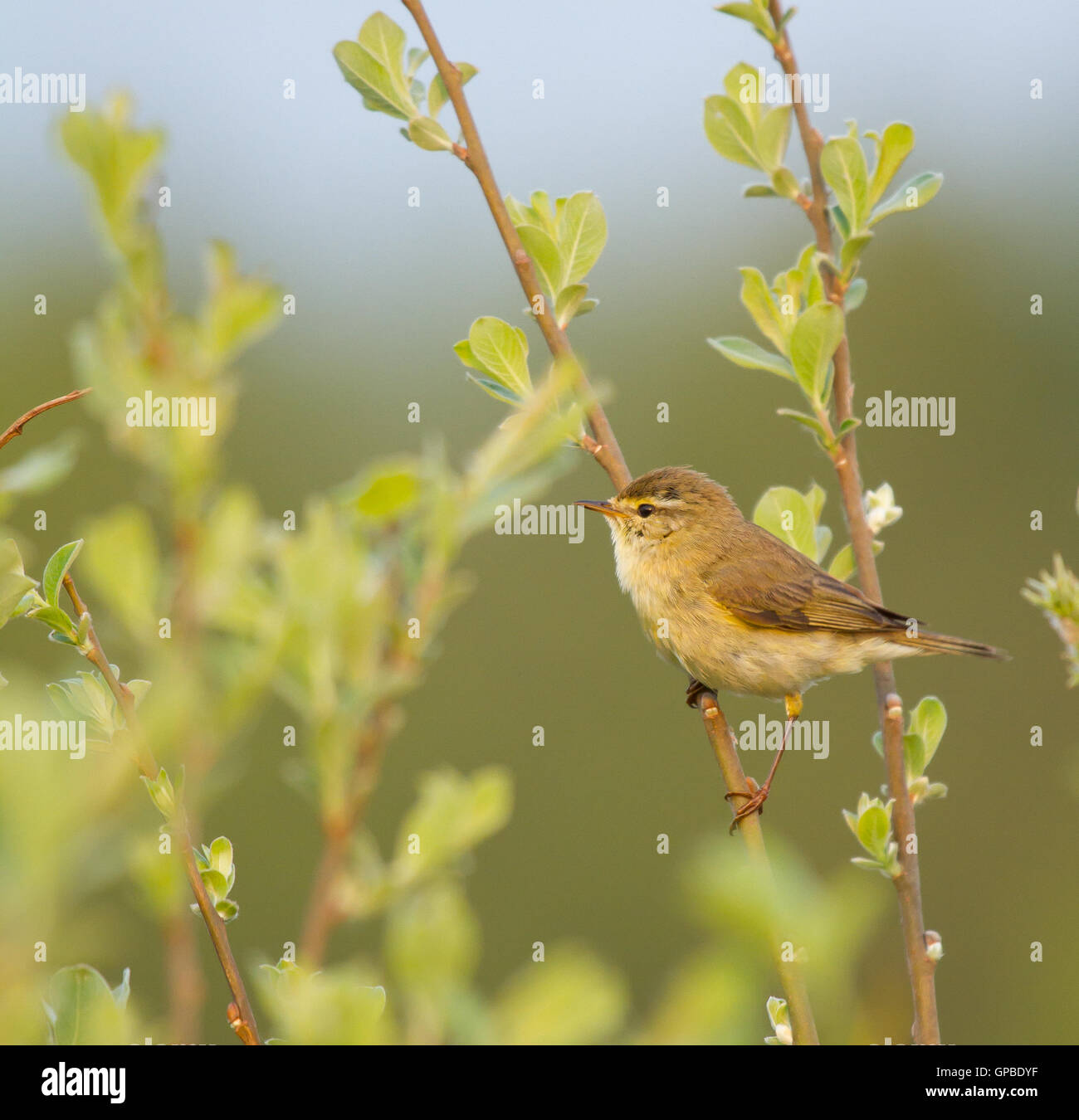 A Willow Warbler Stock Photo - Alamy