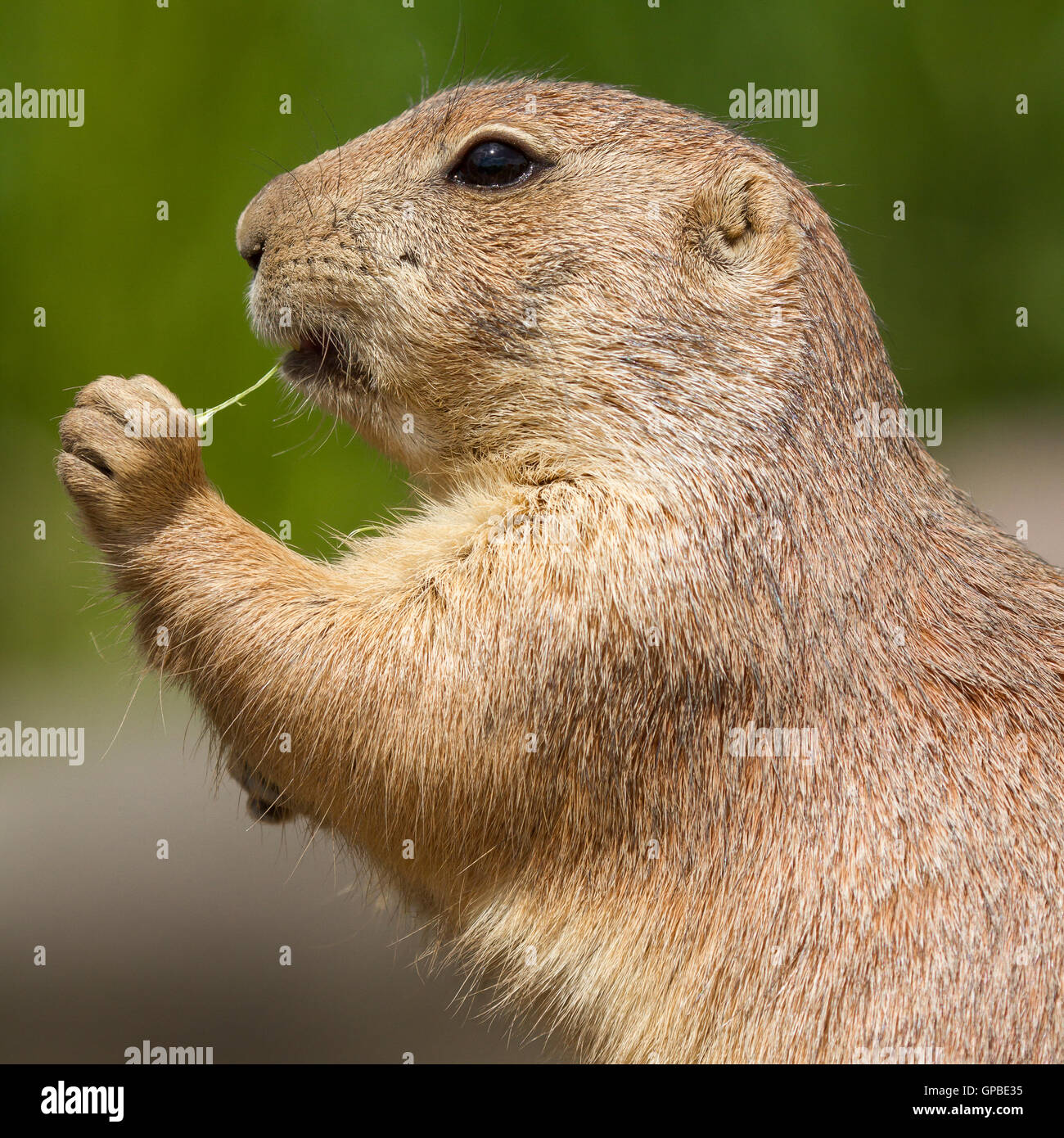 Cute prairie dog eating Stock Photo - Alamy