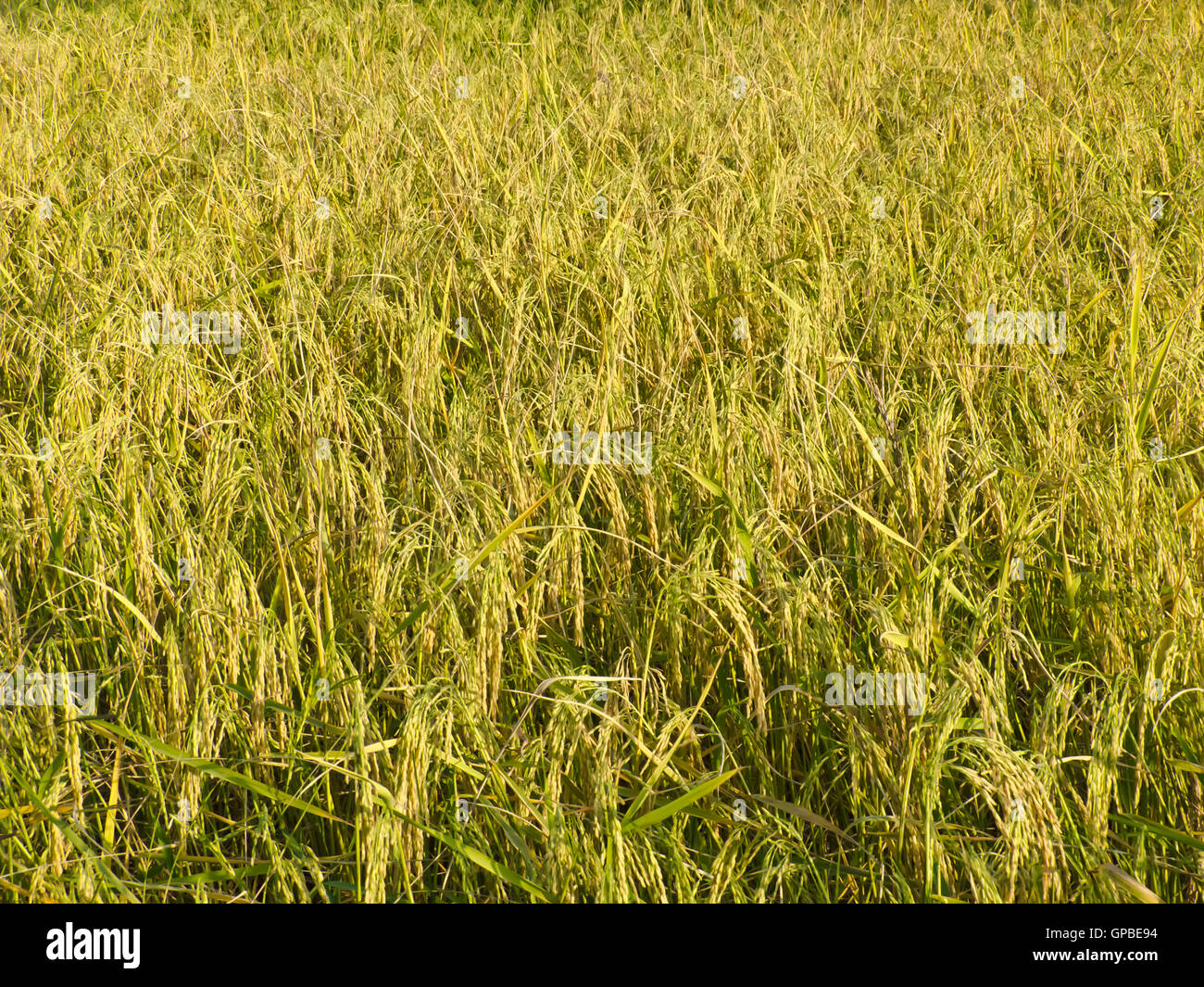 jasmine rice field Stock Photo - Alamy
