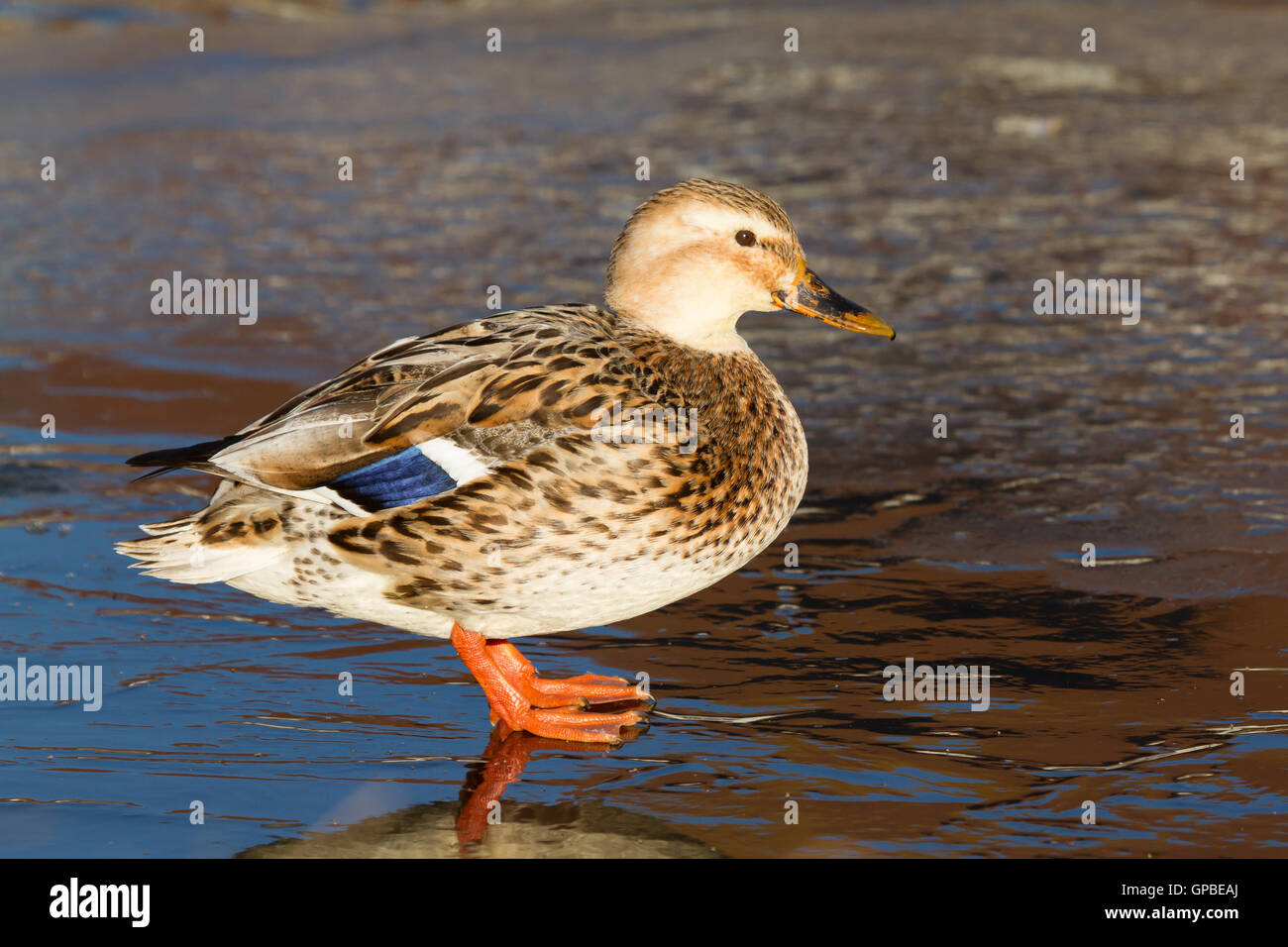 A wild duck Stock Photo - Alamy