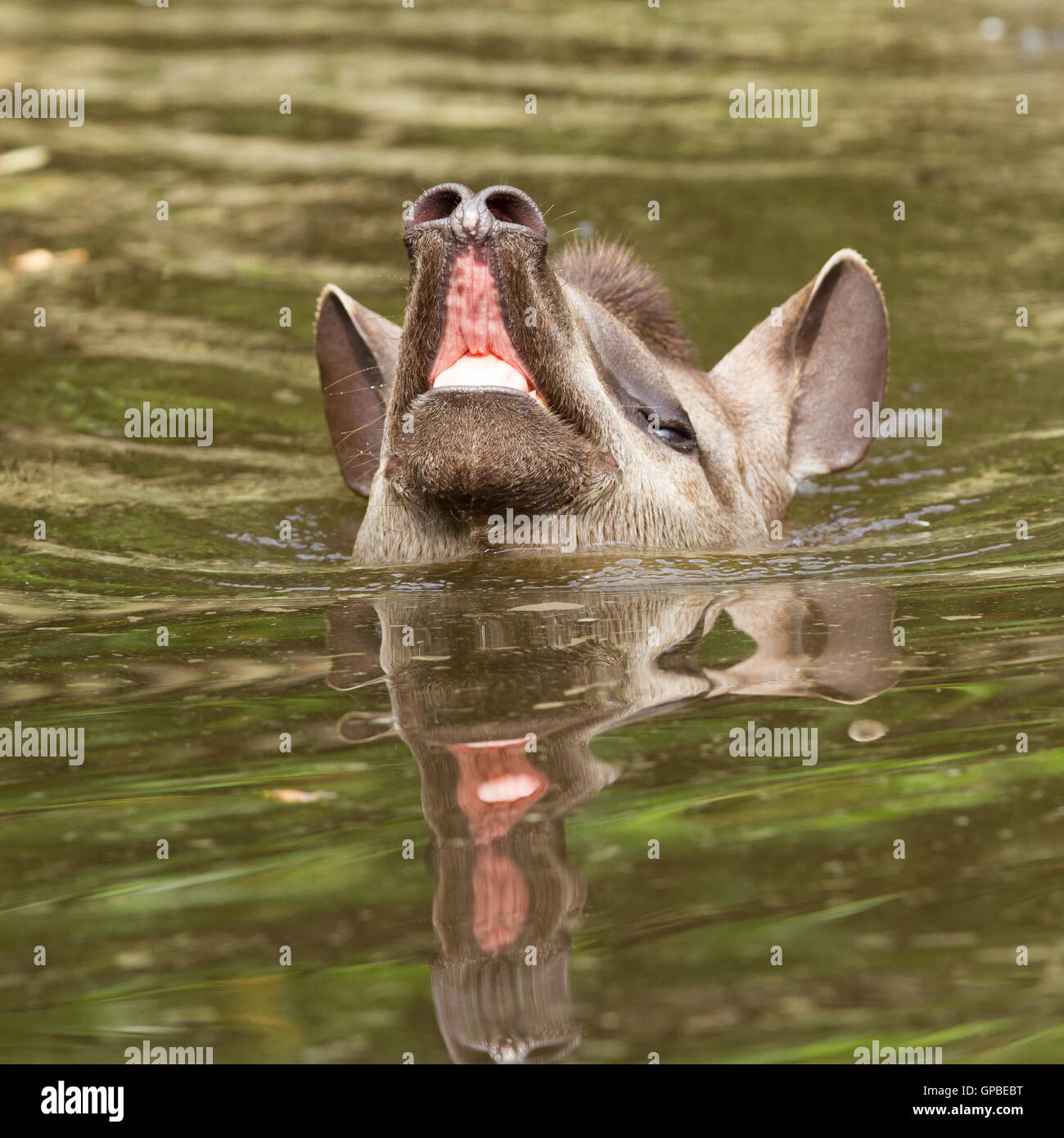 Profile portrait of south American tapir in the water Stock Photo - Alamy