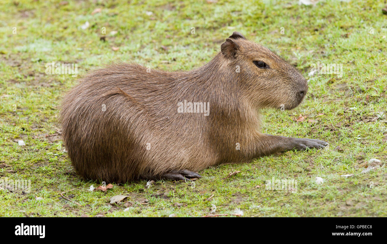 Capybara resting on a green lawn Stock Photo - Alamy