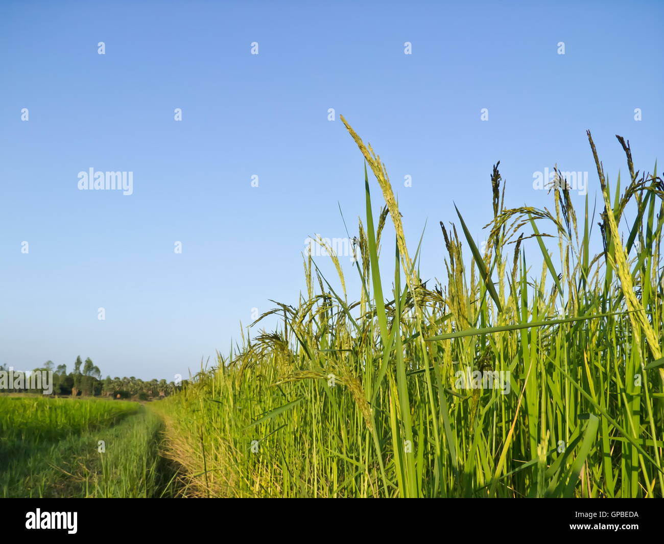 jasmine rice field Stock Photo - Alamy