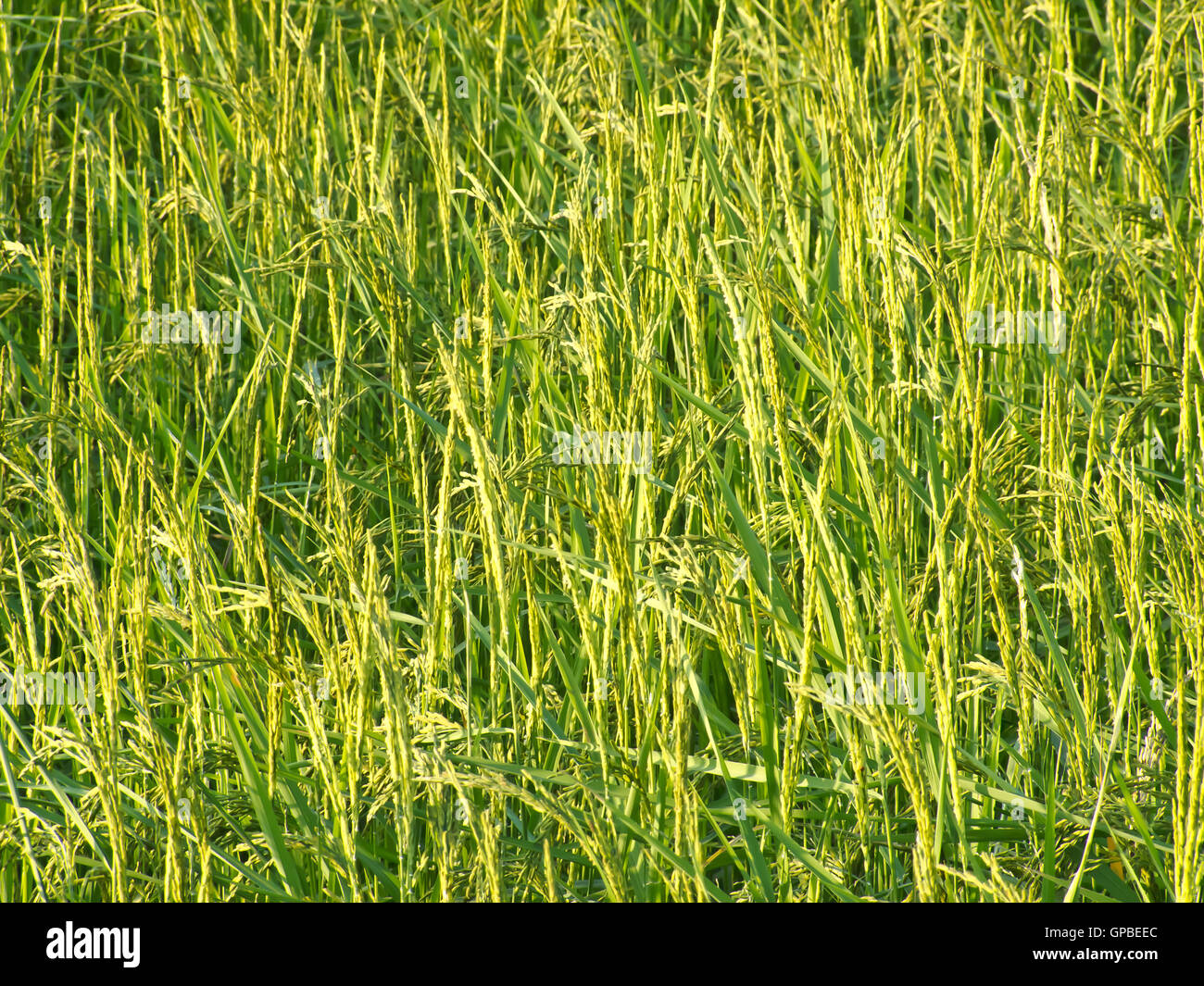 jasmine rice field Stock Photo - Alamy