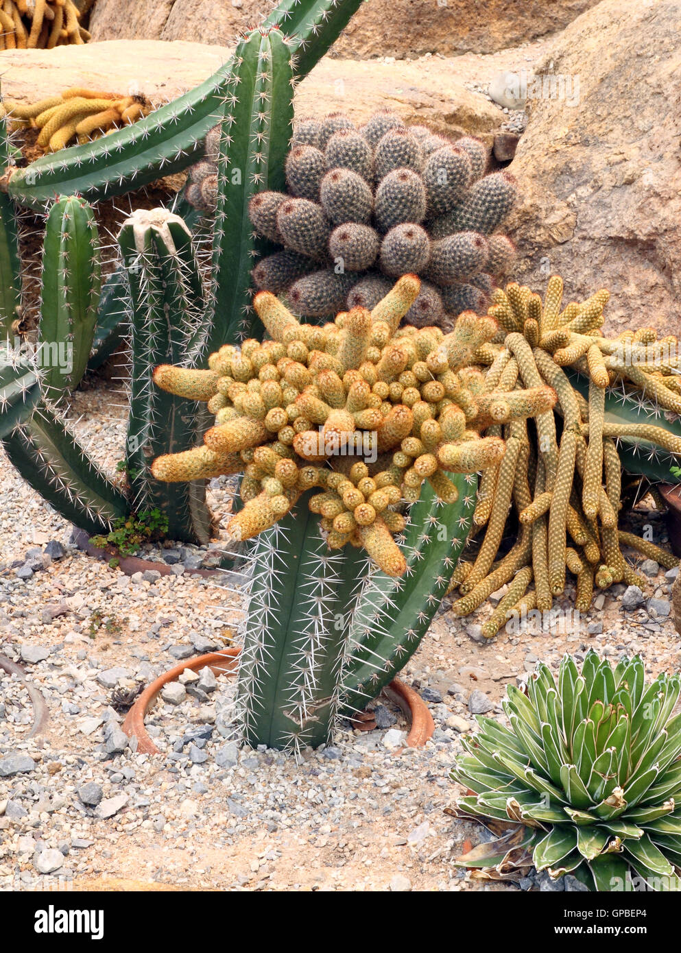 Cactus in Nong Nooch Tropical Botanical Garden, Pattaya, Thailan Stock ...
