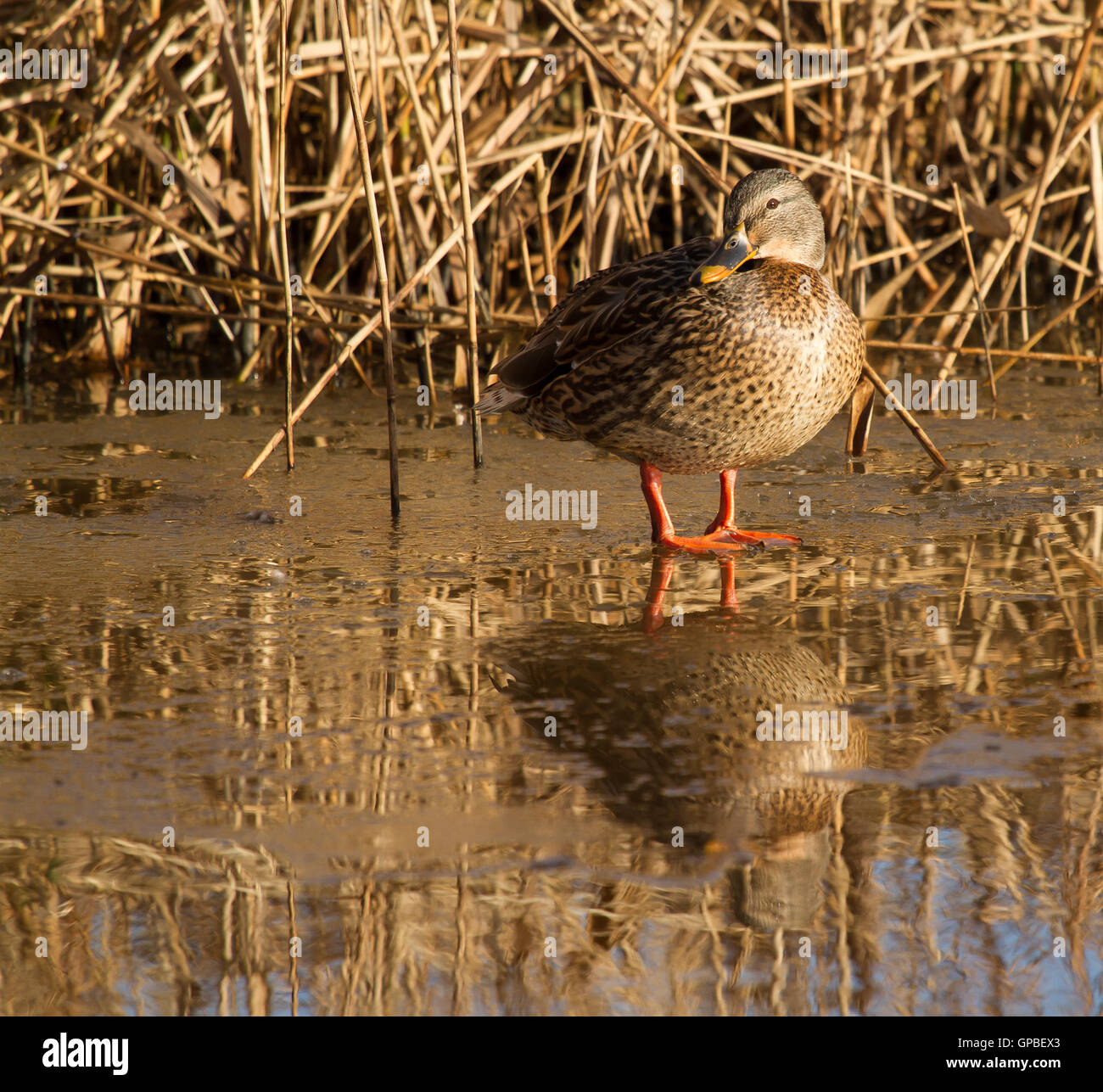 A wild duck Stock Photo - Alamy