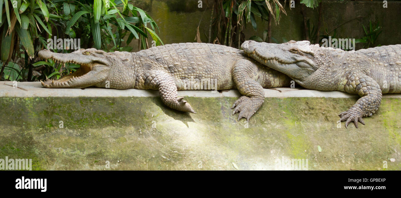 Crocodiles basking in sun hi-res stock photography and images - Alamy