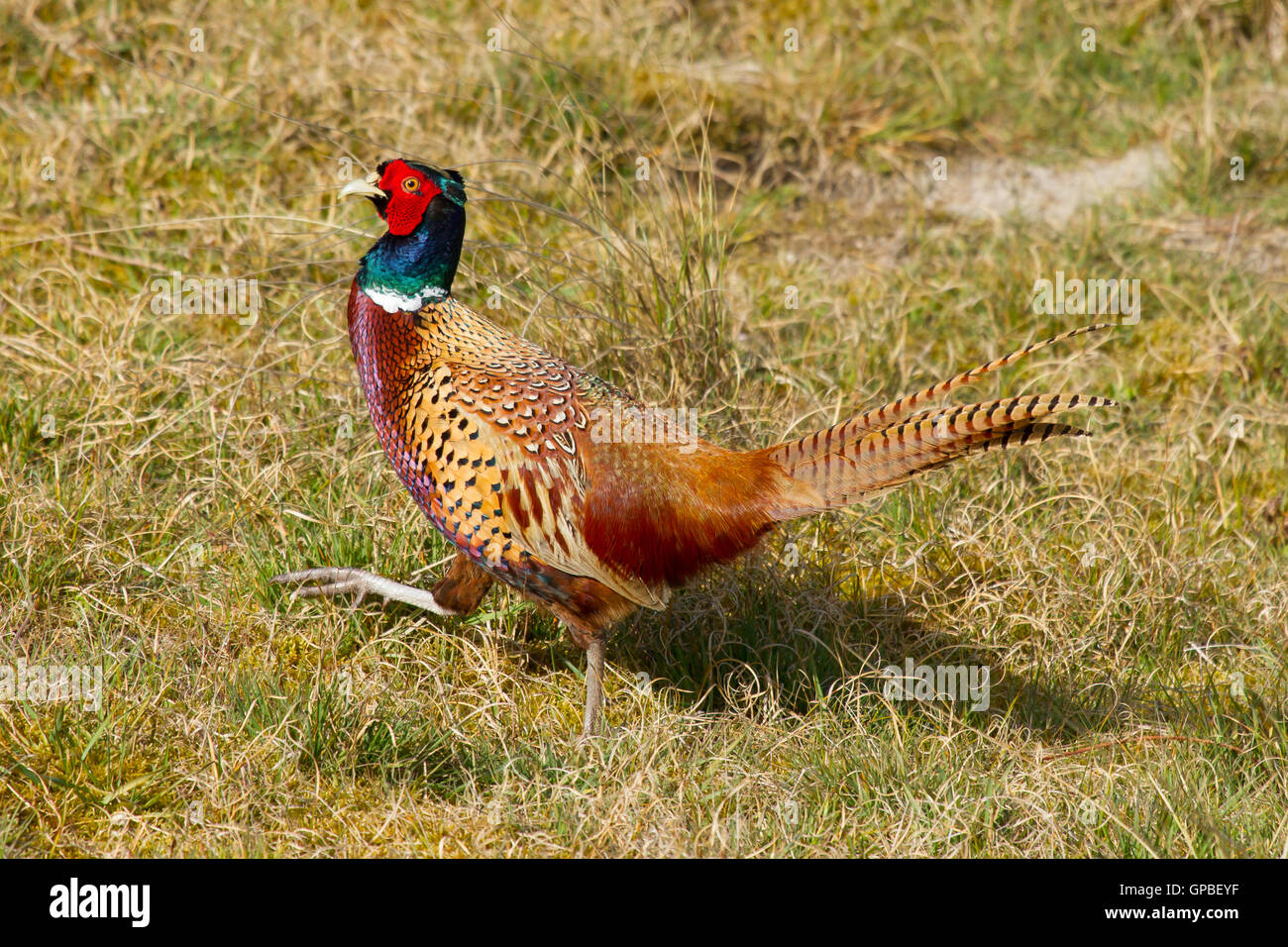 A common Pheasant Stock Photo - Alamy