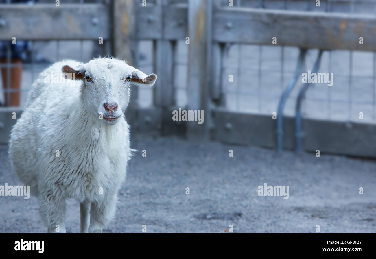Single goat hi-res stock photography and images - Alamy