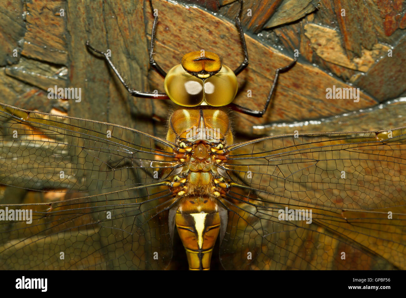 A close-up of a dragonfly Stock Photo - Alamy