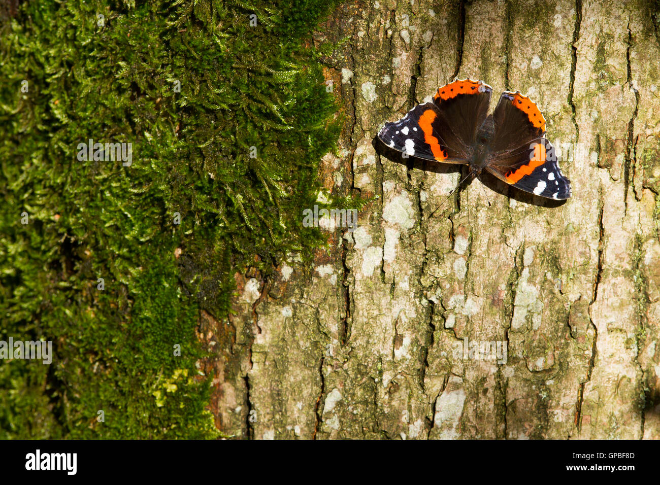 Red Admiral Butterfly - Vanessa atalanta Stock Photo - Alamy