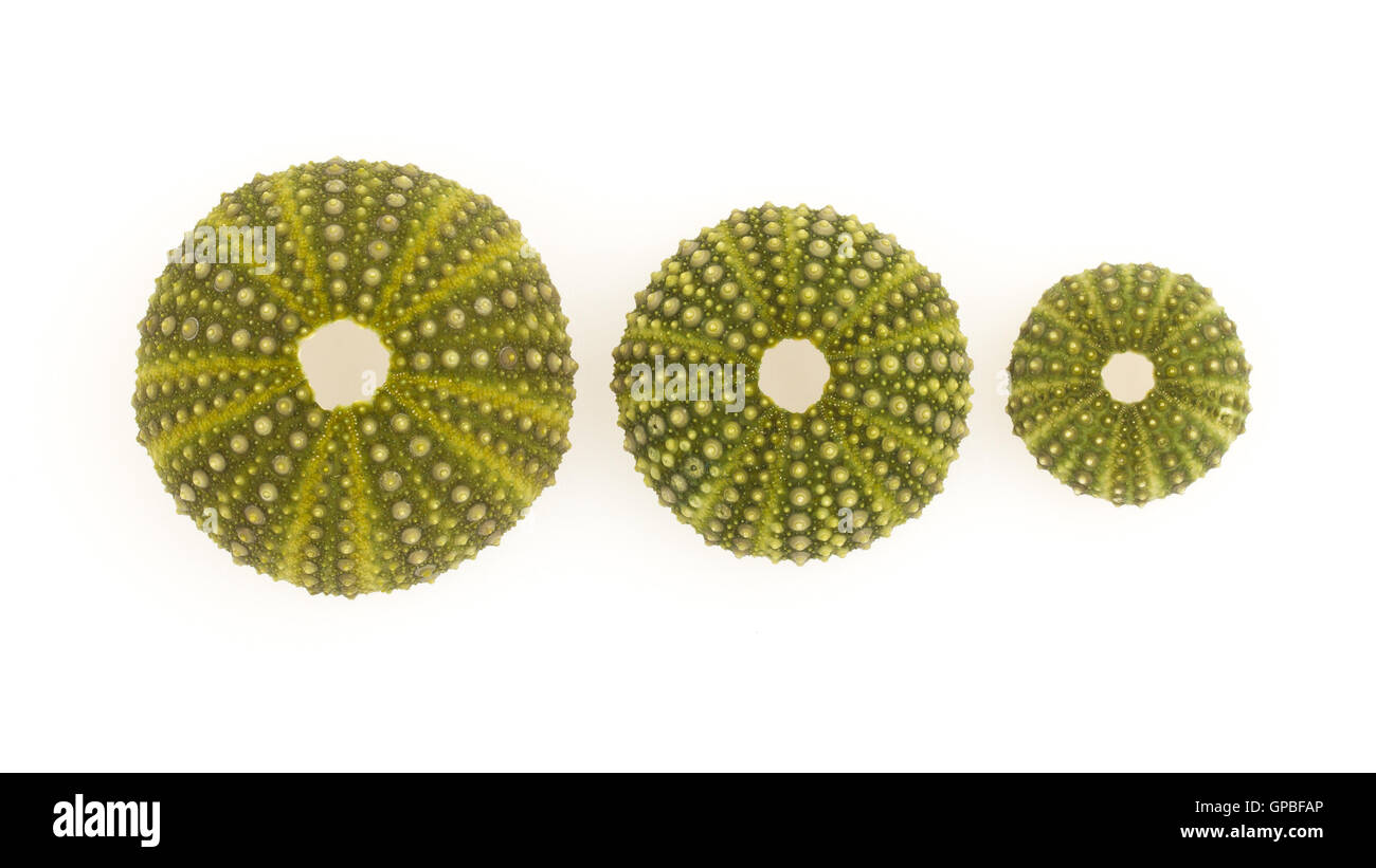 Isolated green sea urchins Stock Photo - Alamy