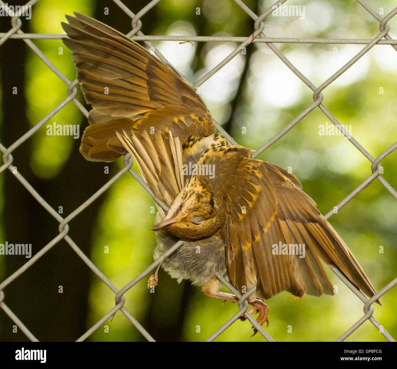 A dead bird Stock Photo - Alamy