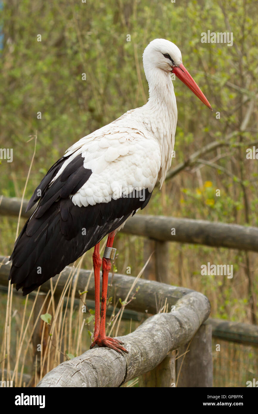 Stork in a zoo Stock Photo - Alamy