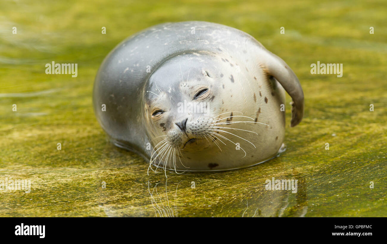 Common seal resting in the water Stock Photo - Alamy