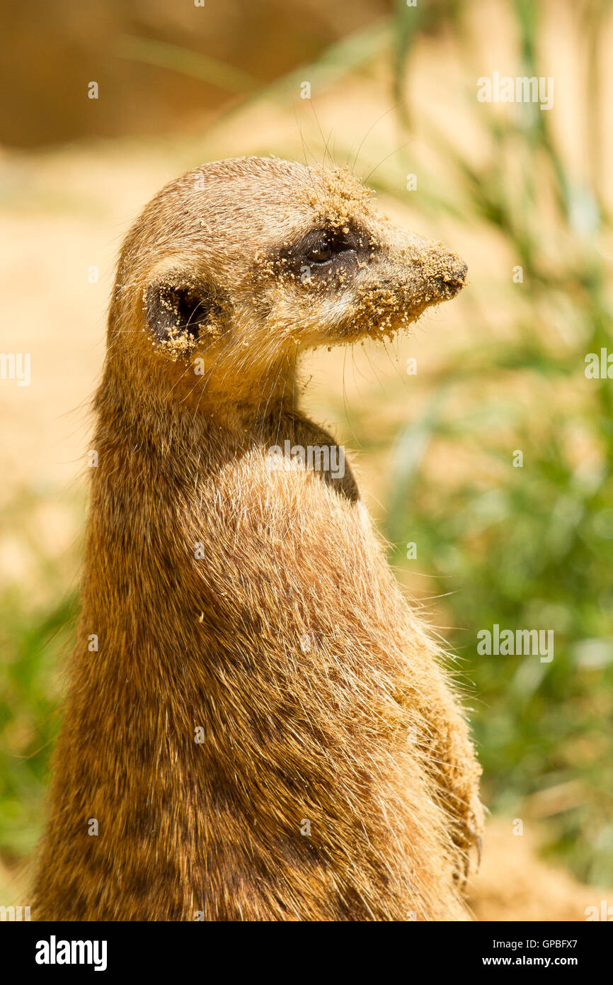 A suricata on the watch Stock Photo - Alamy