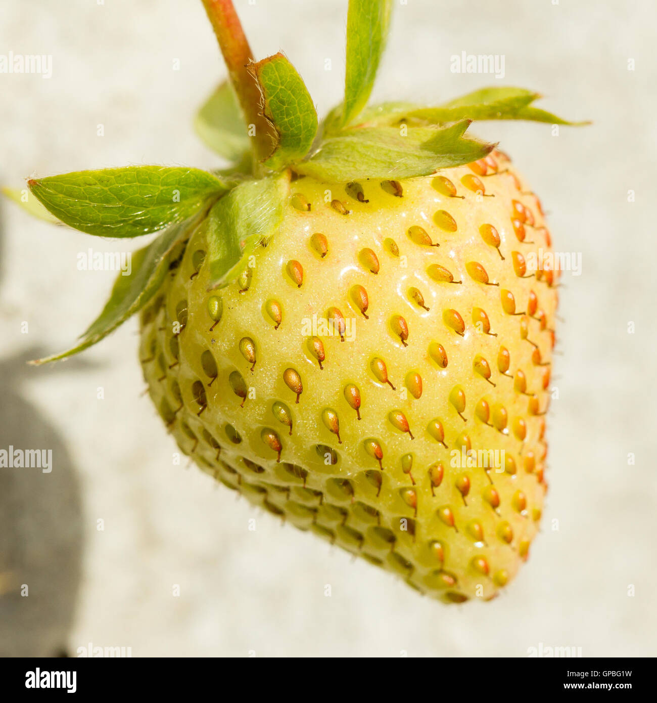 Unripe strawberry in a farm Stock Photo - Alamy