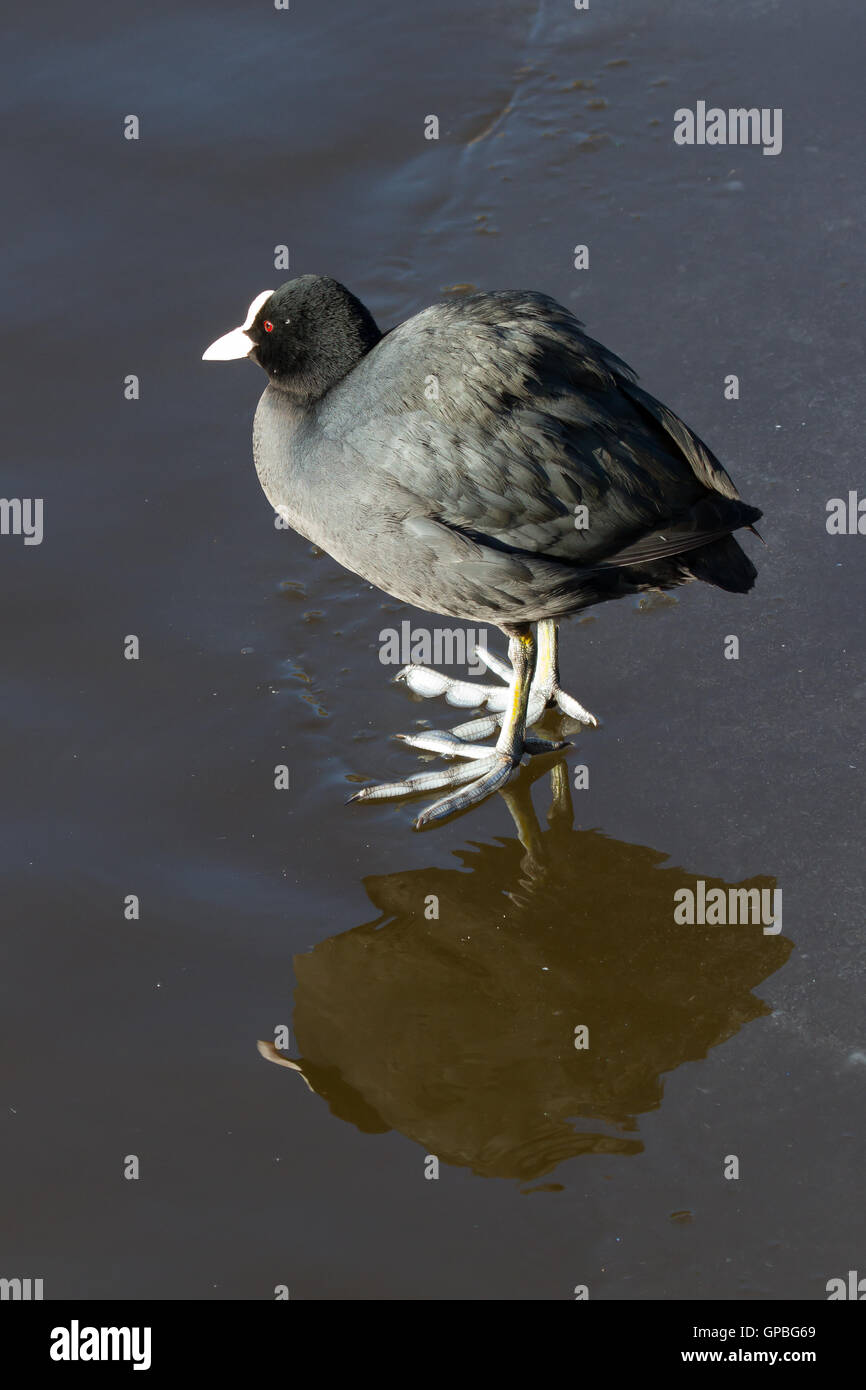 A common coot Stock Photo - Alamy