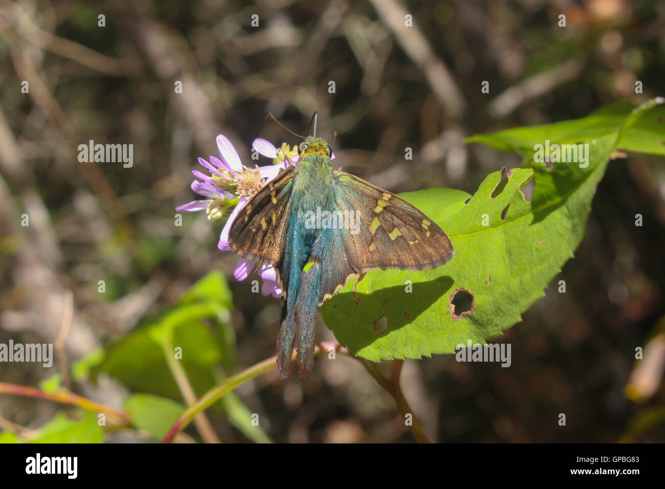 Long Tailed Skipper