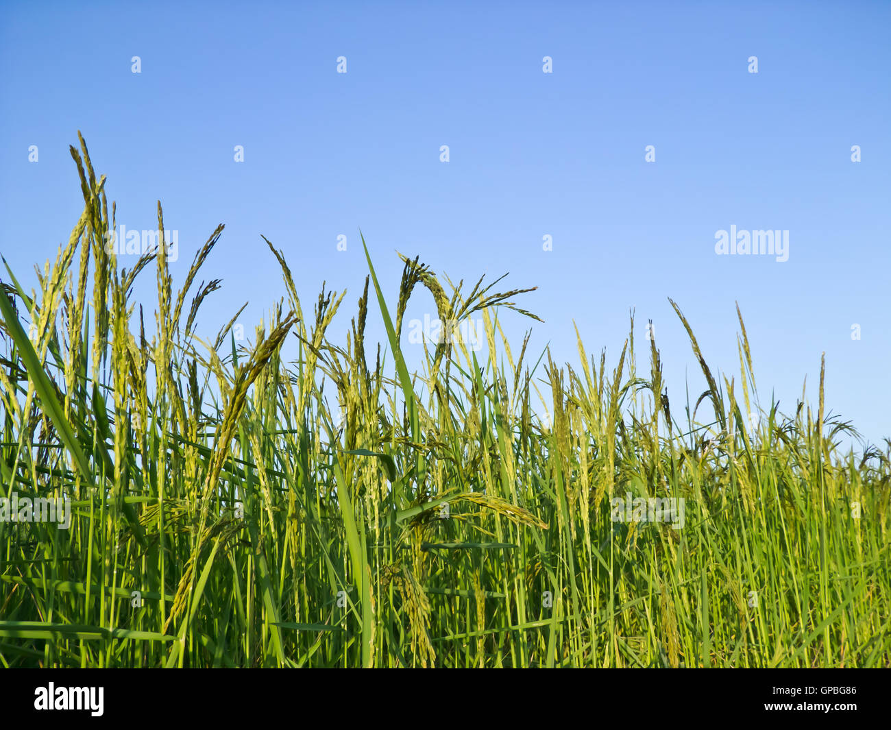 jasmine rice field Stock Photo - Alamy