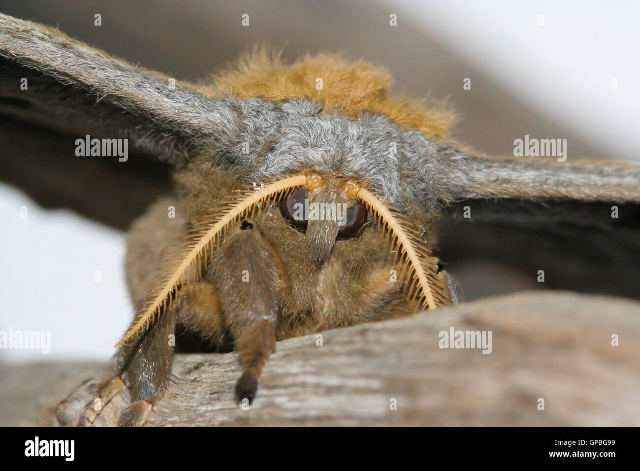 A closeup of the head of a female Polyphemus silkmoth (Antheraea ...