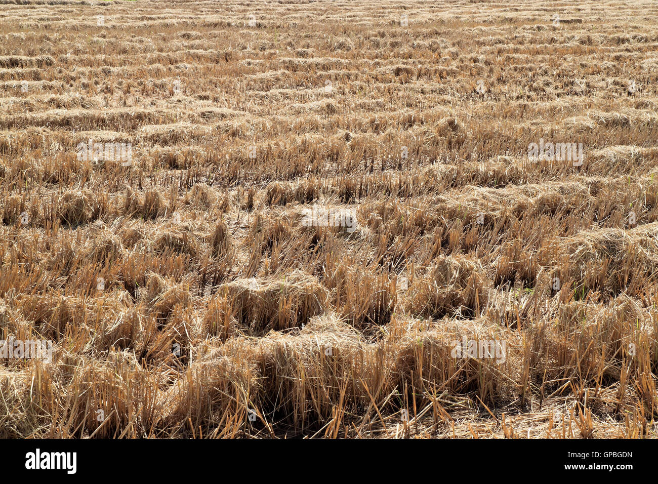 rice straw filed Stock Photo - Alamy