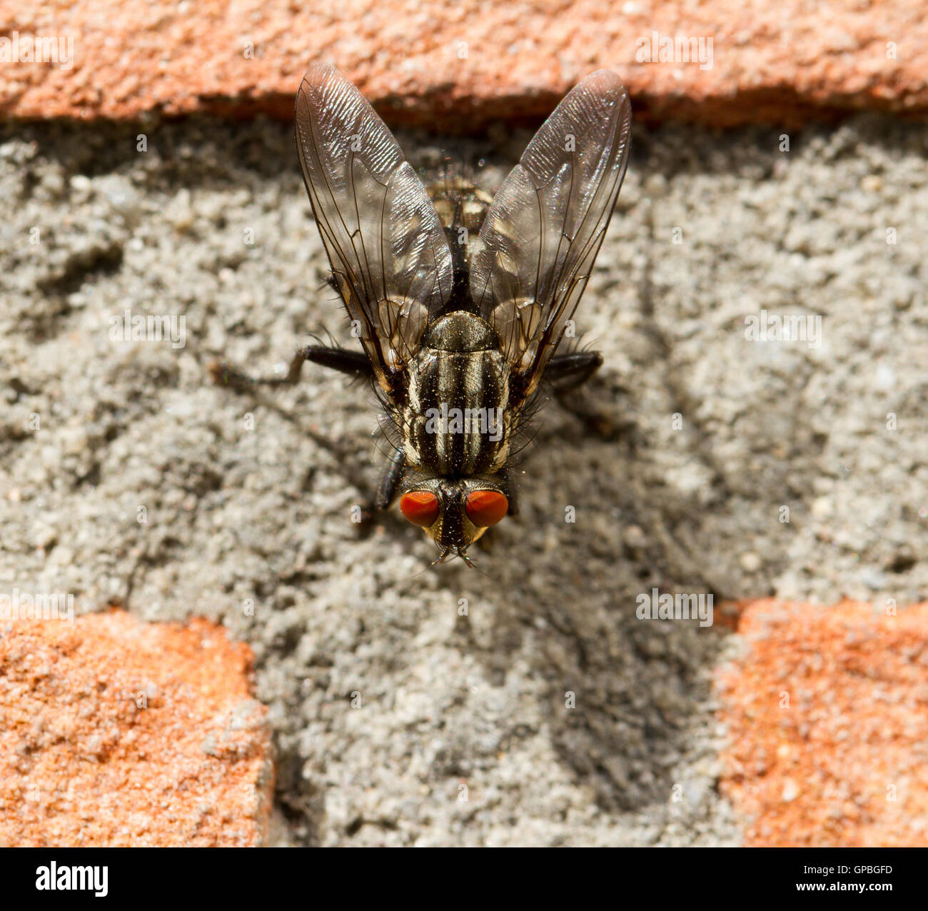 A fly on a brick wall Stock Photo - Alamy