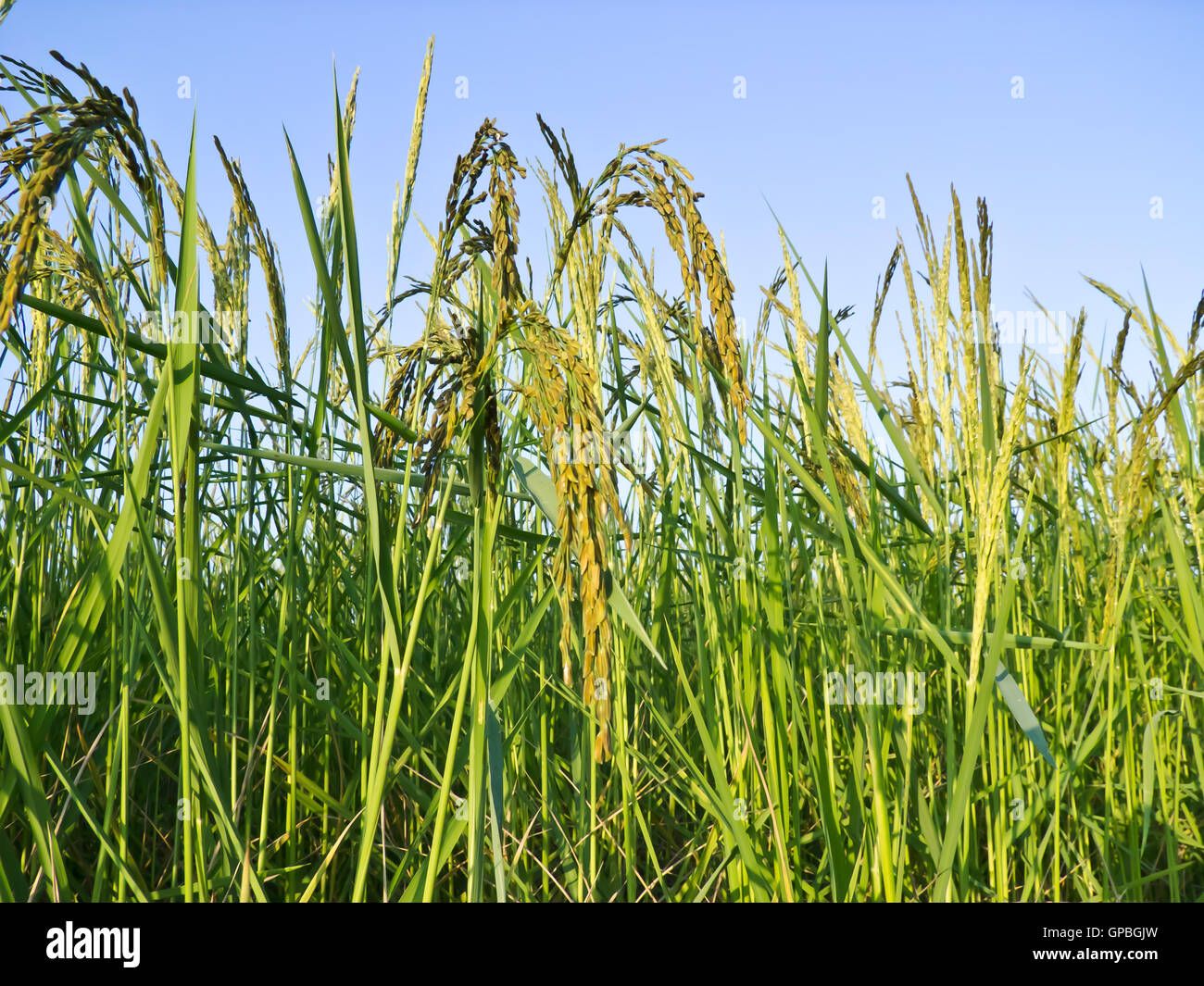 jasmine rice field Stock Photo - Alamy