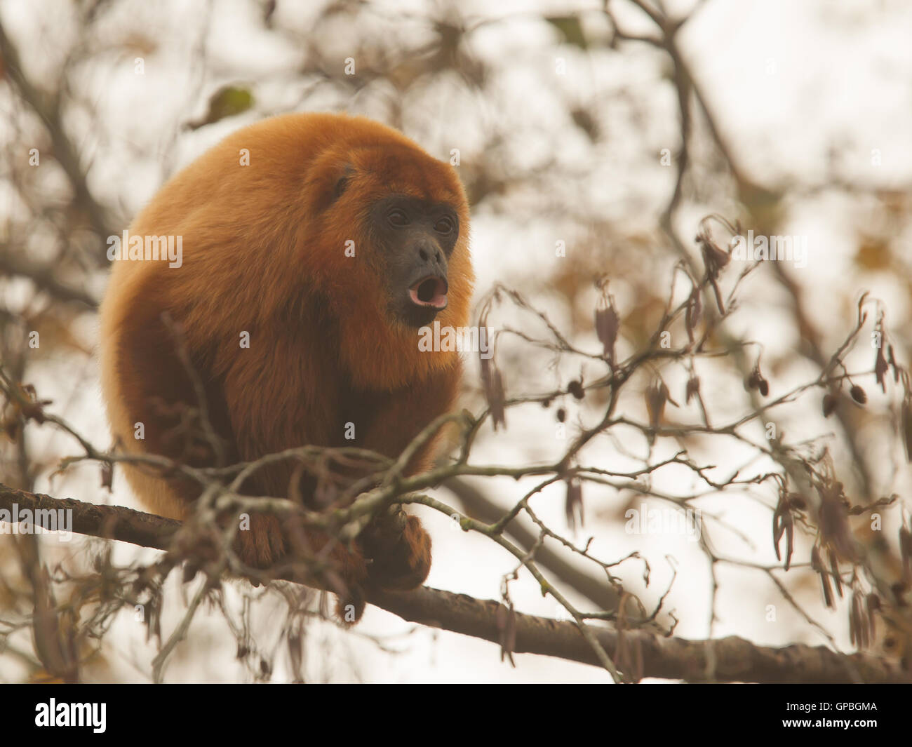 Red howler monkey howling hi-res stock photography and images - Alamy