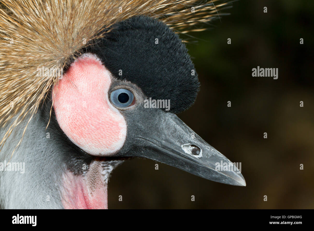 A crowned crane Stock Photo - Alamy