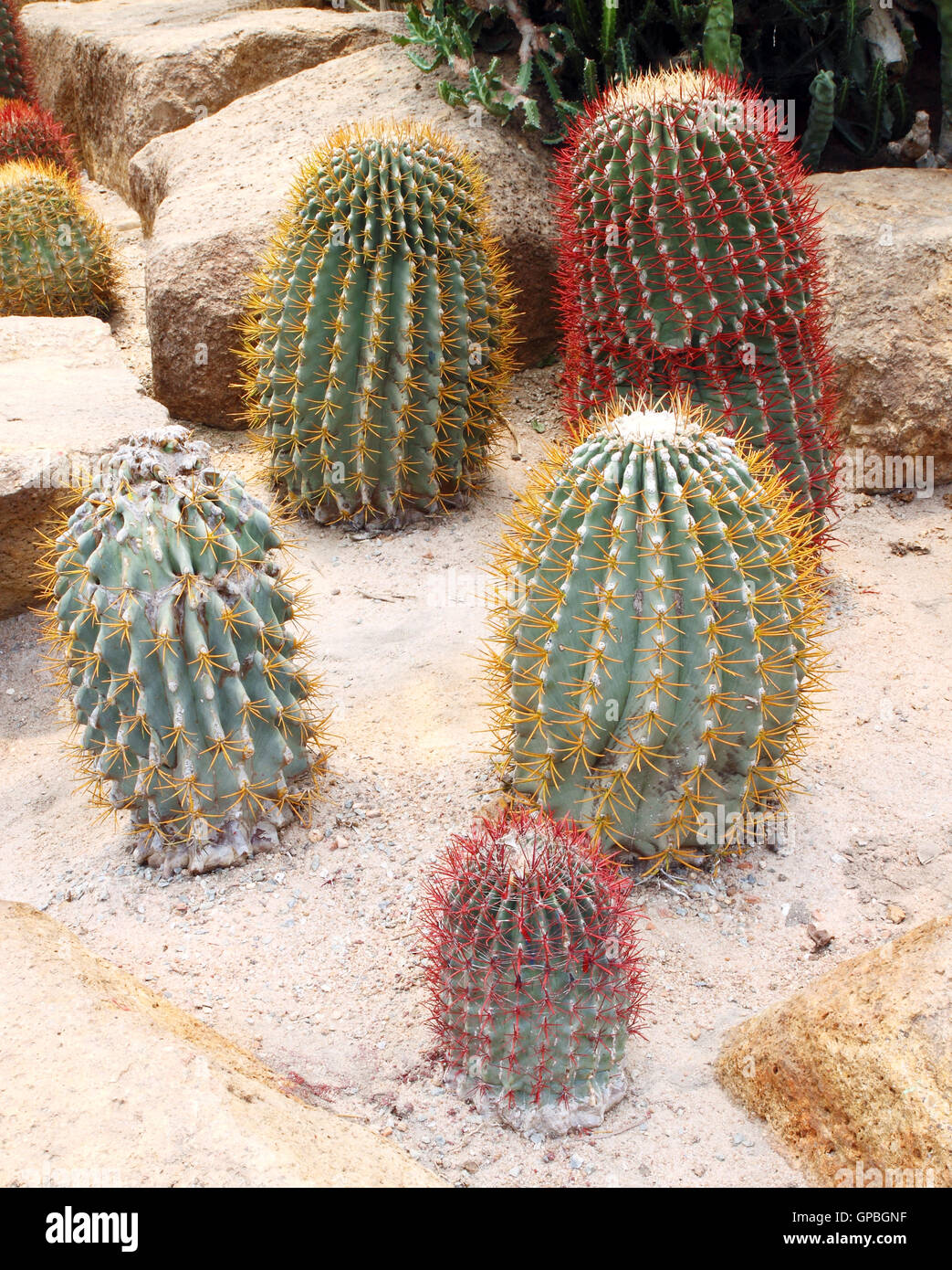 Cactus in Nong Nooch Tropical Botanical Garden, Pattaya, Thailan Stock ...