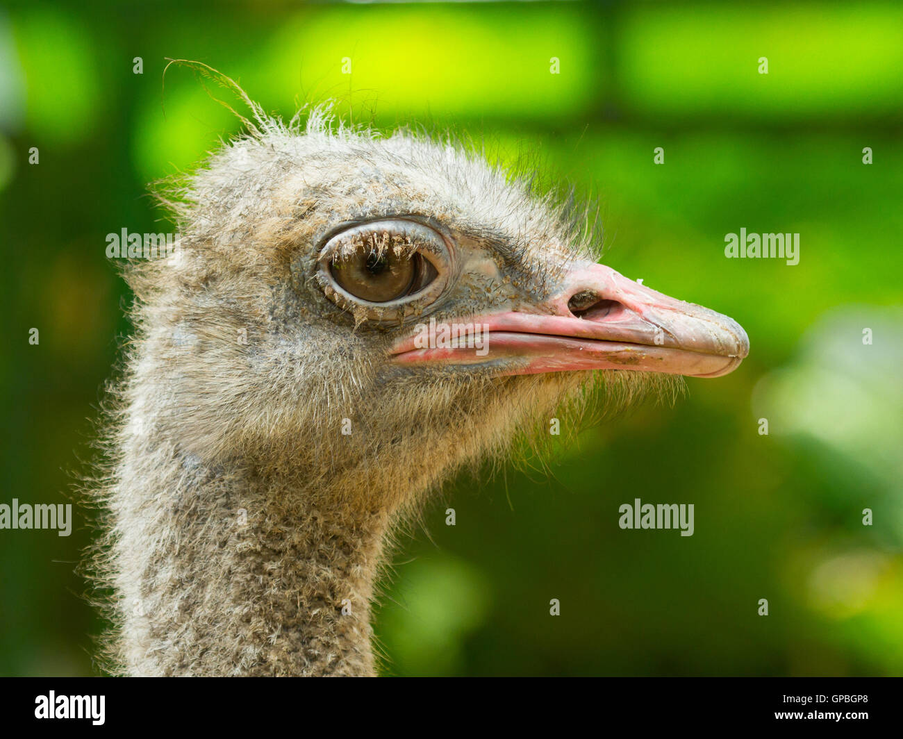 Ostrich standing in a zoo in Saigon Stock Photo - Alamy