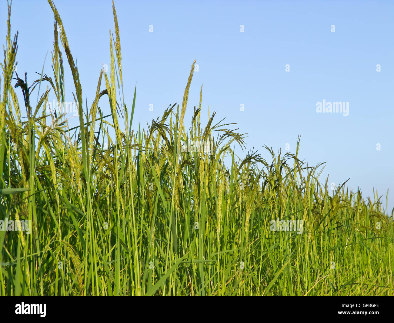 jasmine rice field Stock Photo - Alamy