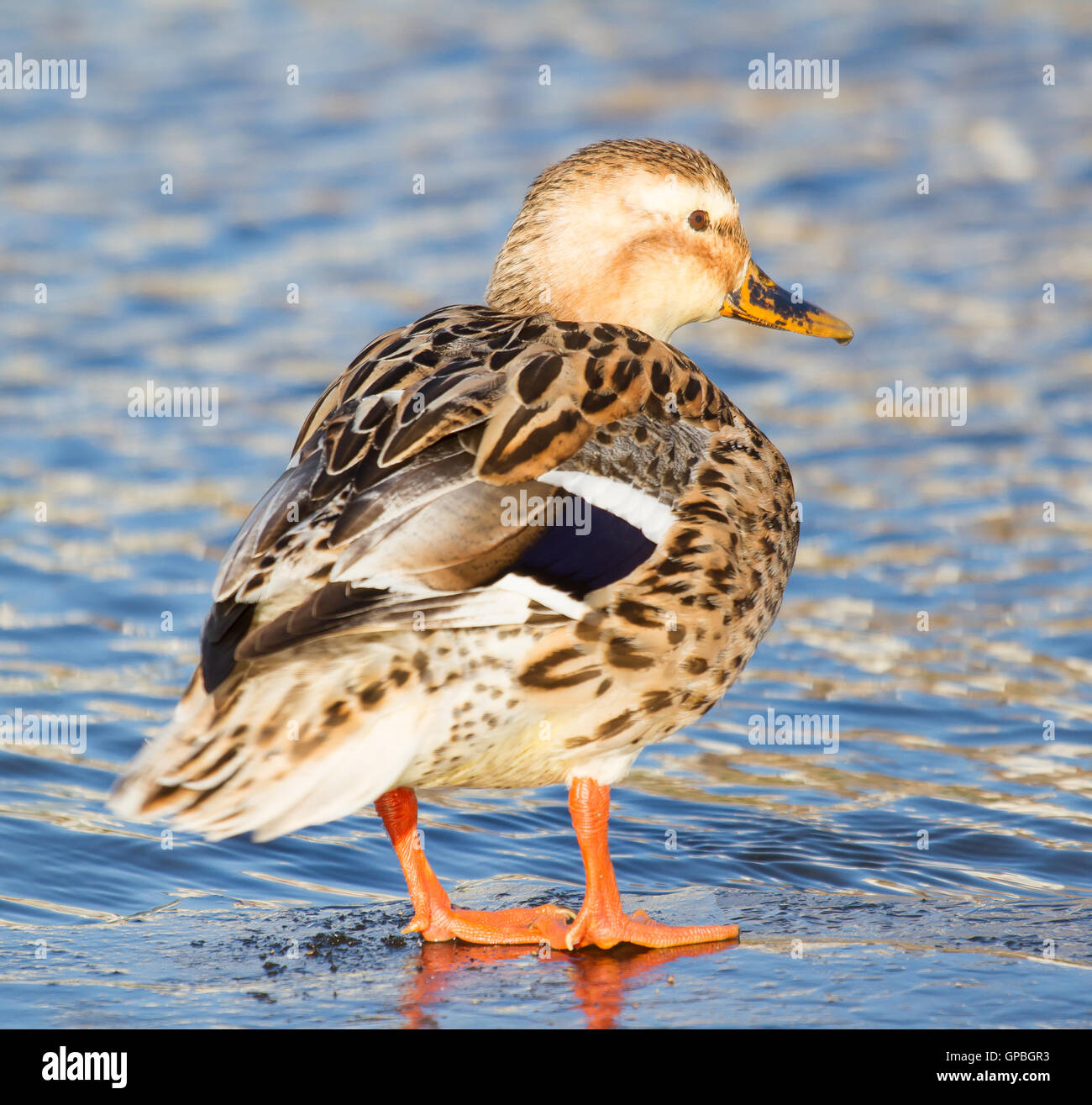 A wild duck Stock Photo - Alamy