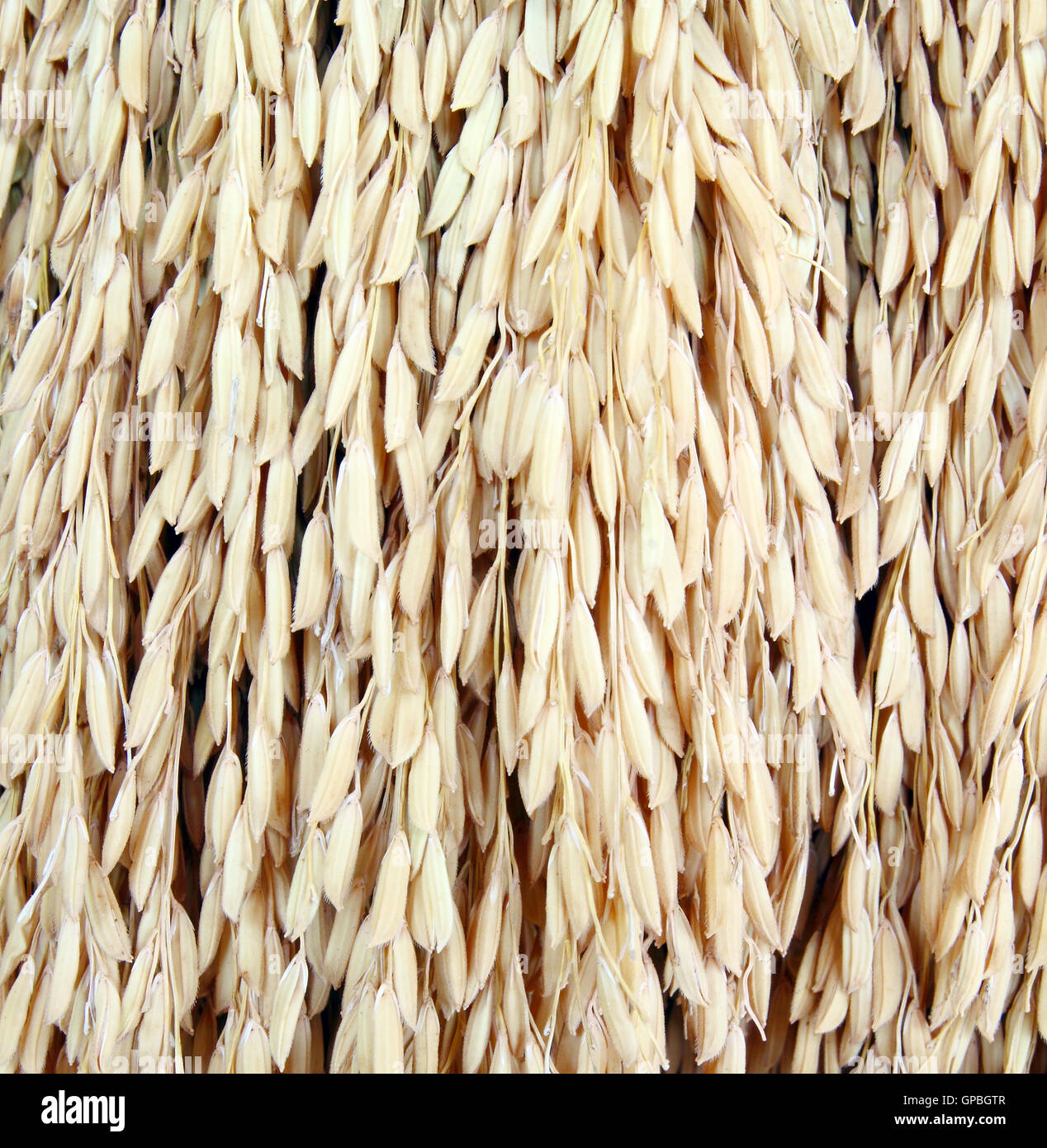 close up golden rice spikes Stock Photo - Alamy