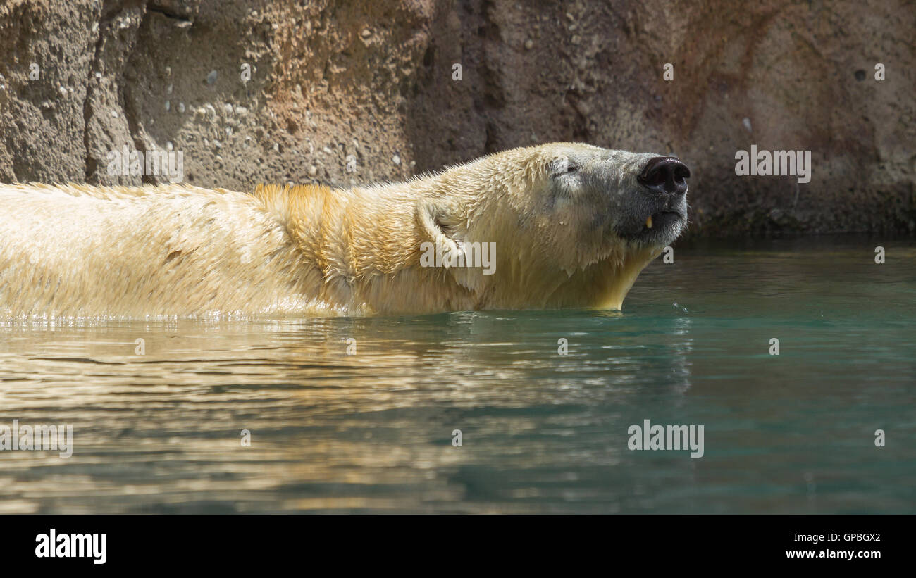 Sea_bear hi-res stock photography and images - Alamy