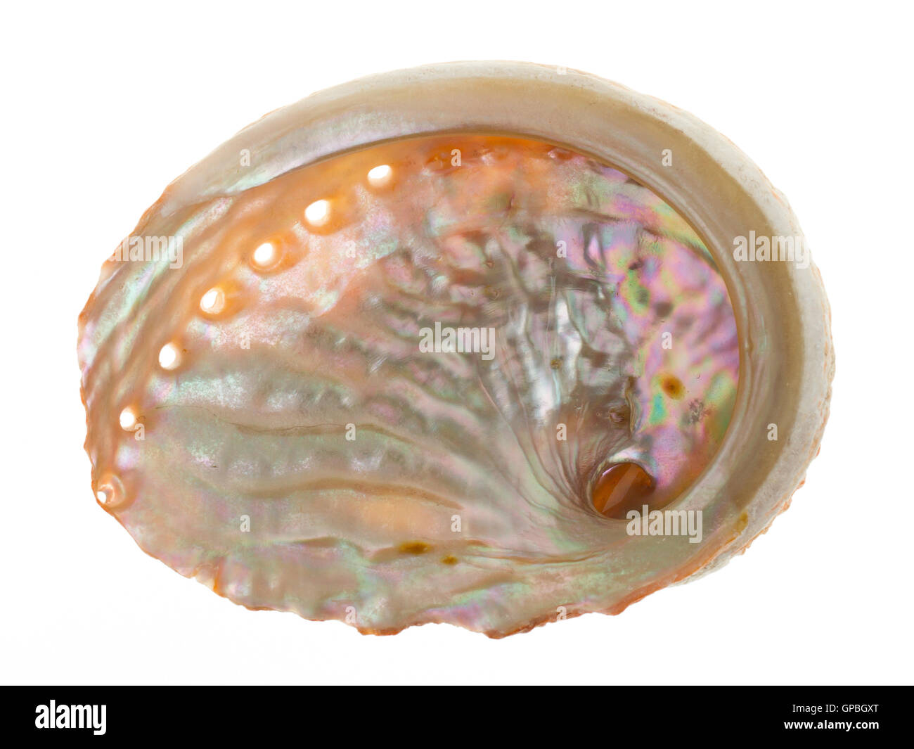 Marine sea shell in a studio setting Stock Photo - Alamy