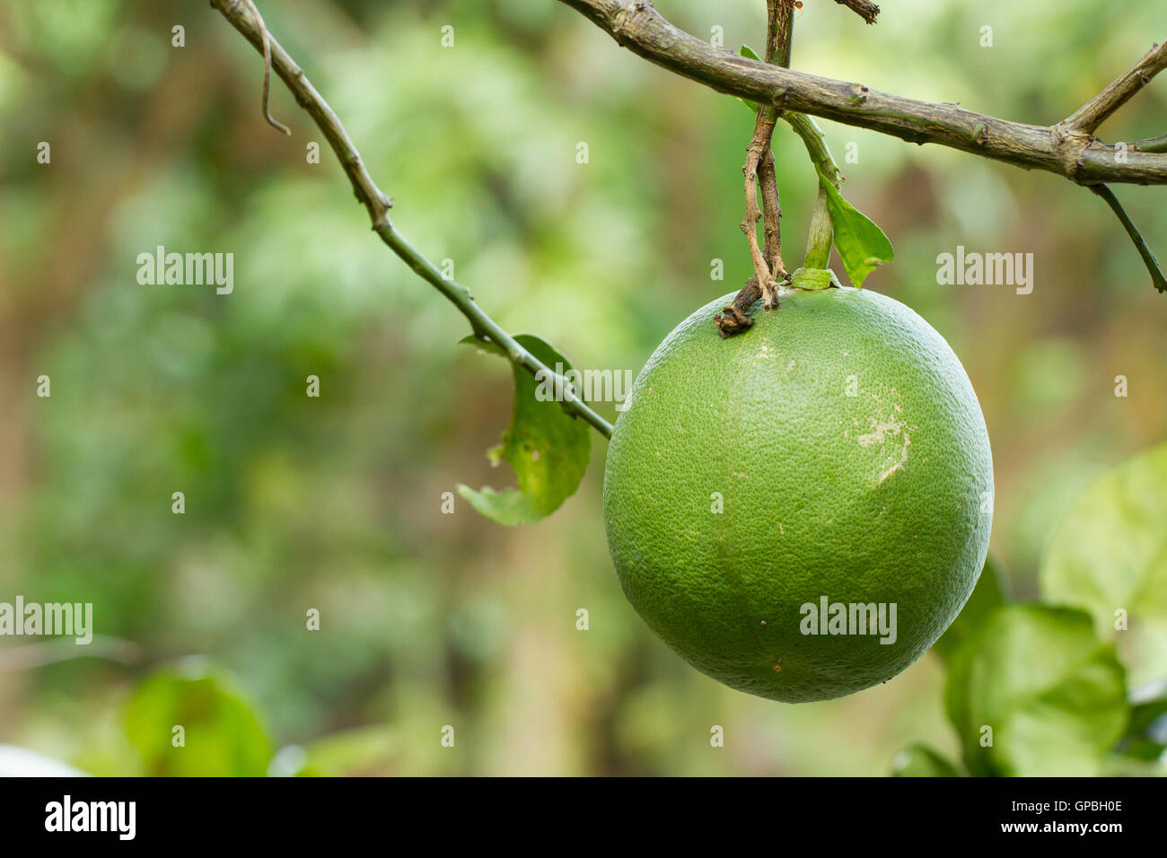 Green grapefruit growing on tree Stock Photo - Alamy