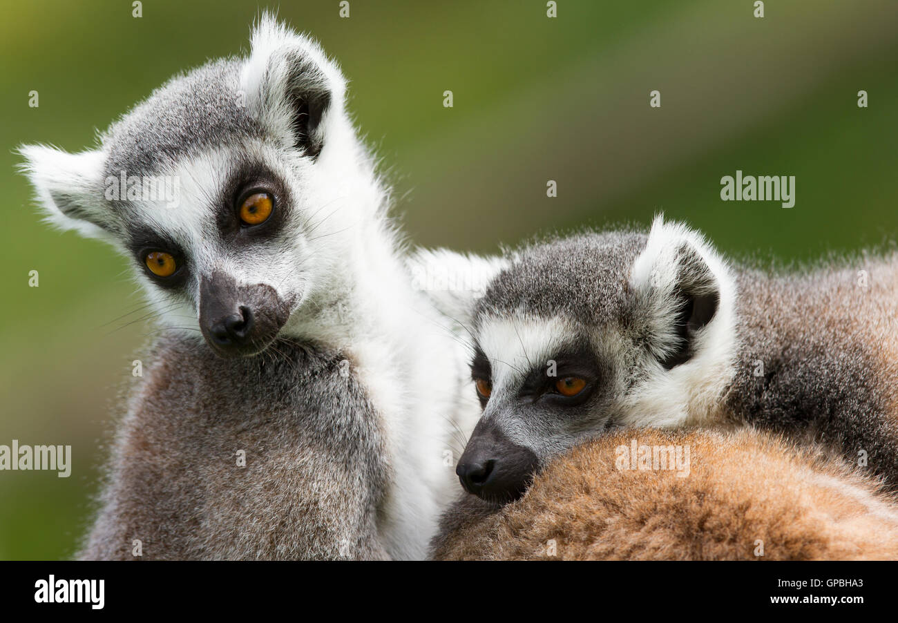 Two ring-tailed lemurs (Lemur catta Stock Photo - Alamy