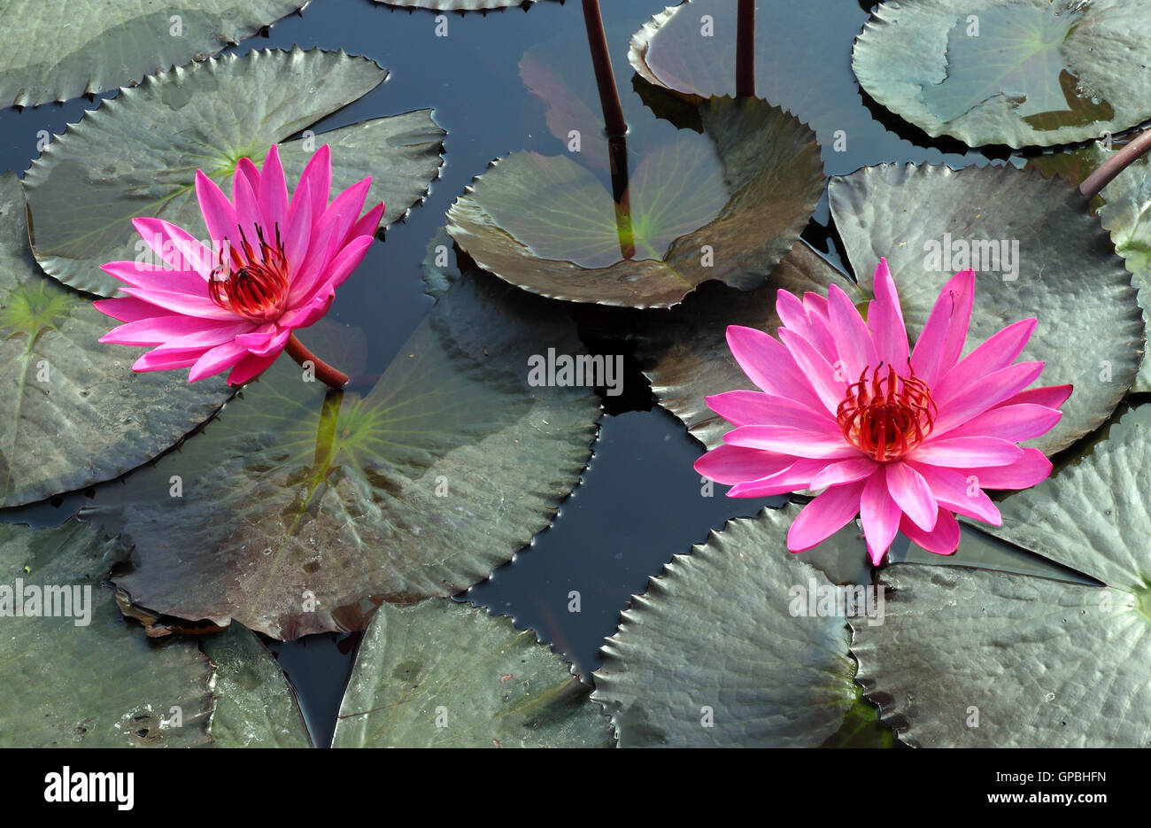 PInk Lotus on the River Stock Photo - Alamy