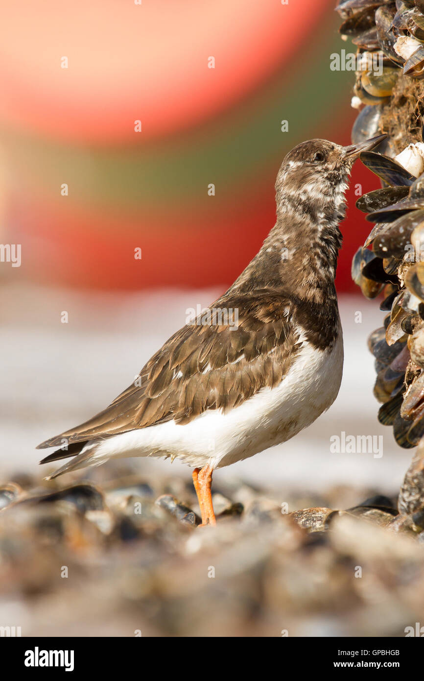 Rudy turnstone hi-res stock photography and images - Alamy