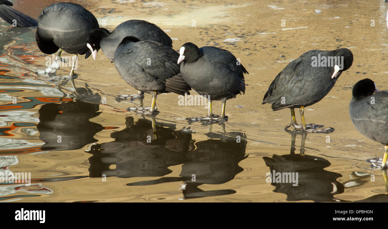 A row common coots Stock Photo - Alamy