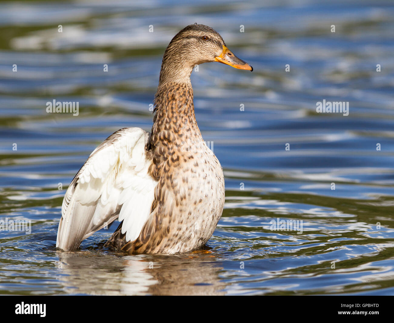 Female Mallard Duck washing her feathers Stock Photo - Alamy