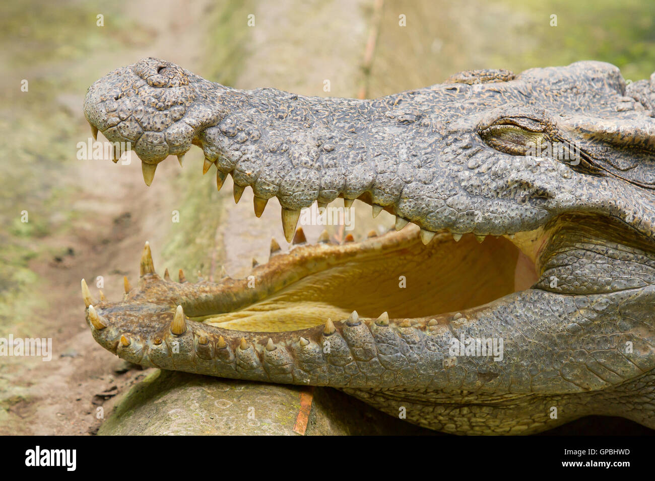 Crocodile resting in the sun Stock Photo - Alamy