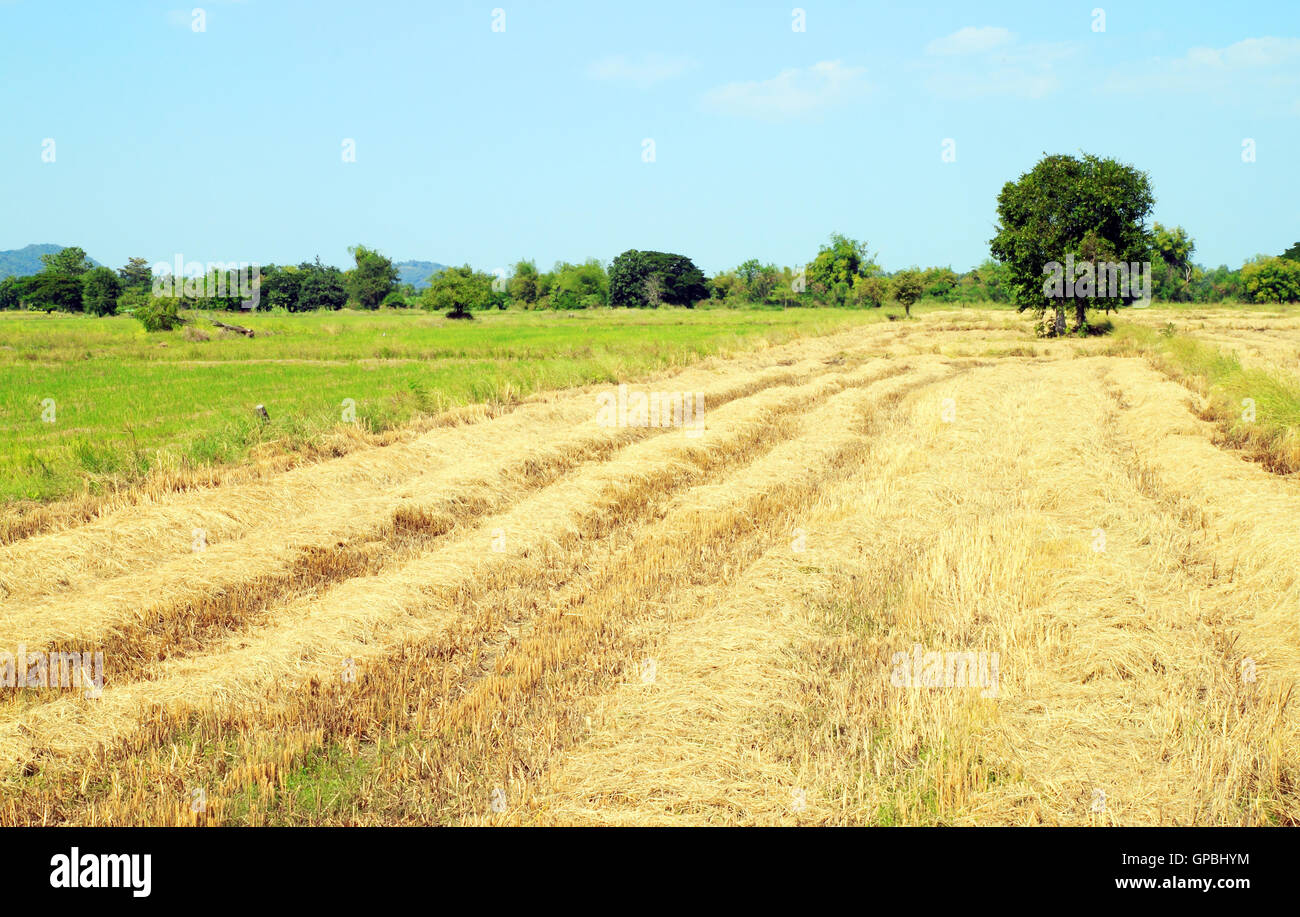 straw by product from rice field Stock Photo - Alamy
