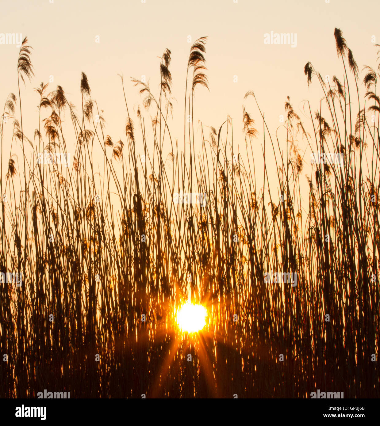 Sunset in the reeds Stock Photo - Alamy