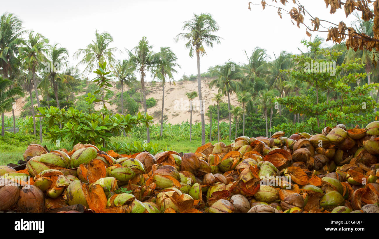 Coconut husk waste hi-res stock photography and images - Alamy