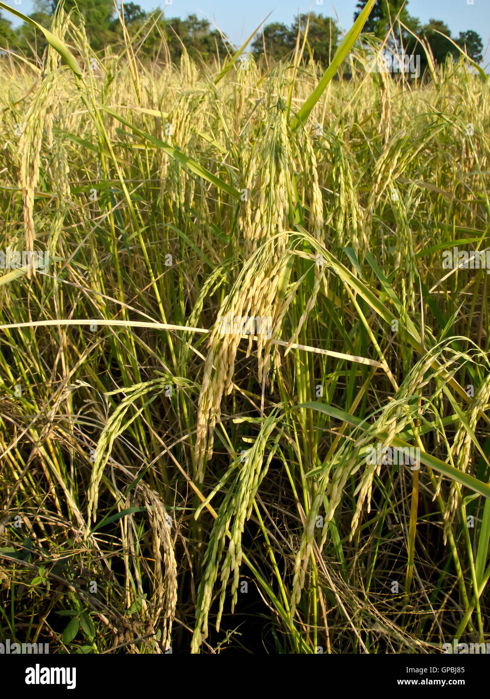 jasmine rice field Stock Photo - Alamy