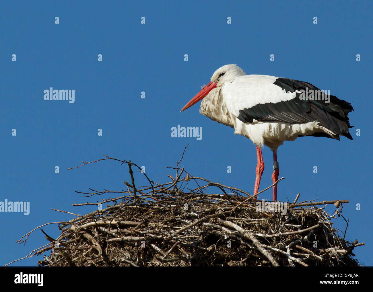 Stork in a tree Stock Photo - Alamy