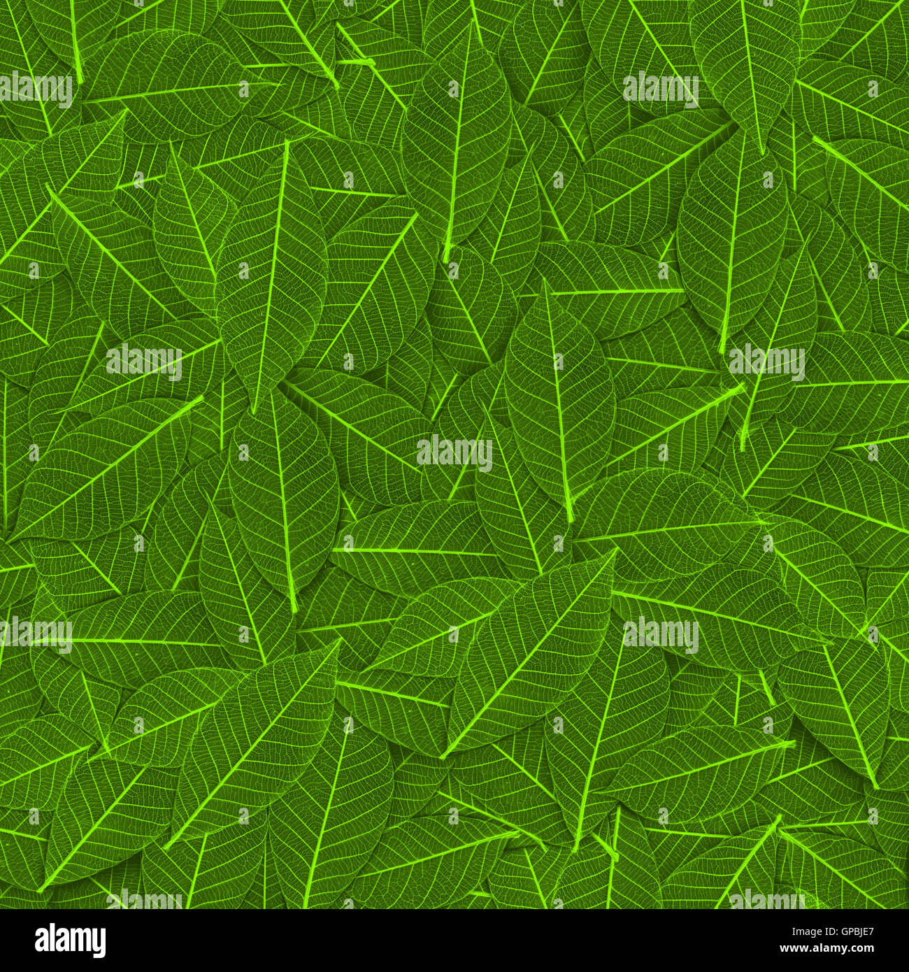 green transparent leaf pattern Stock Photo - Alamy